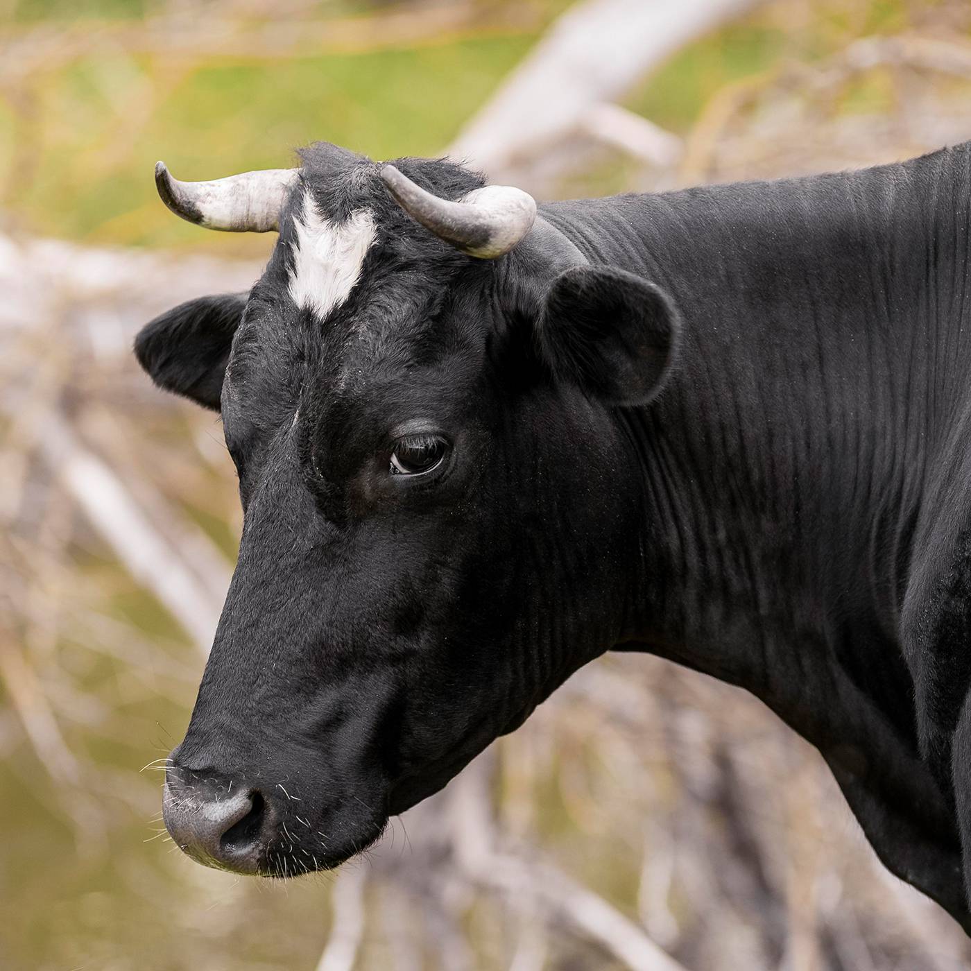 Dairy - Farmofit